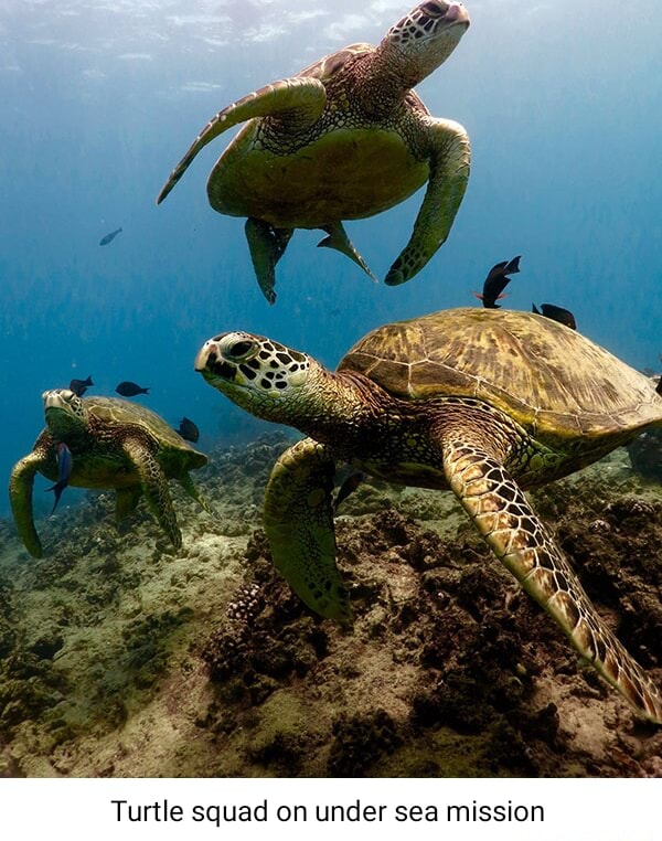 Turtle squad on under sea mission - iFunny