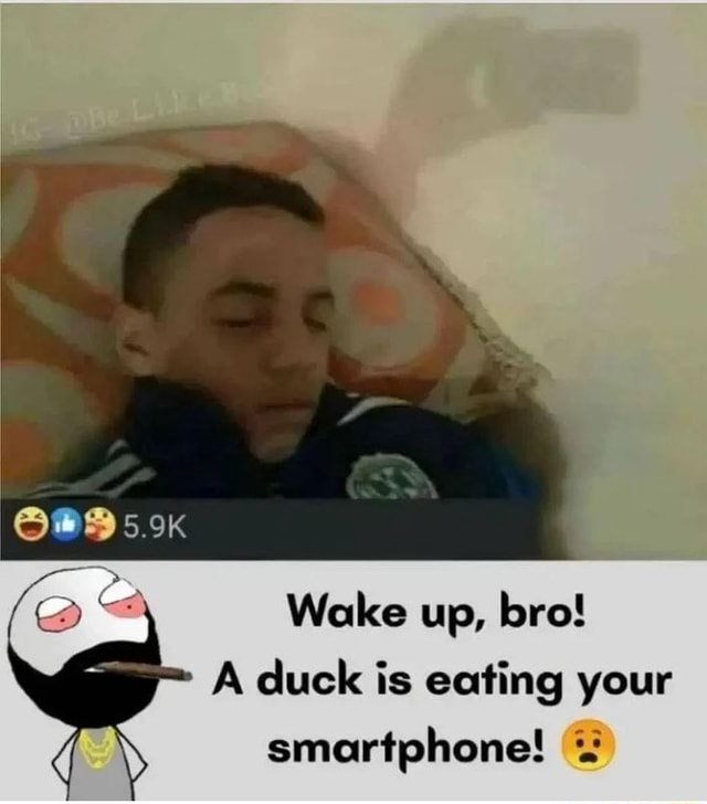 5.9K Wake up, bro! A duck is eating your smartphone! - iFunny