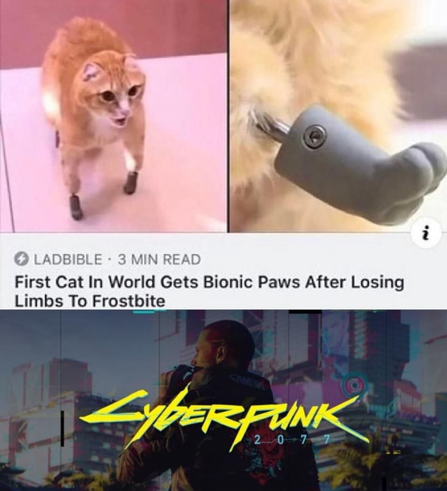 LADBIBLE - 3 MIN READ First Cat In World Gets Bionic Paws After Losing ...