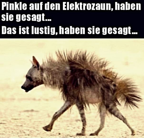 Pinkle auf den Elektrozaun, haben sie gesagt... Das ist lustig, haben ...