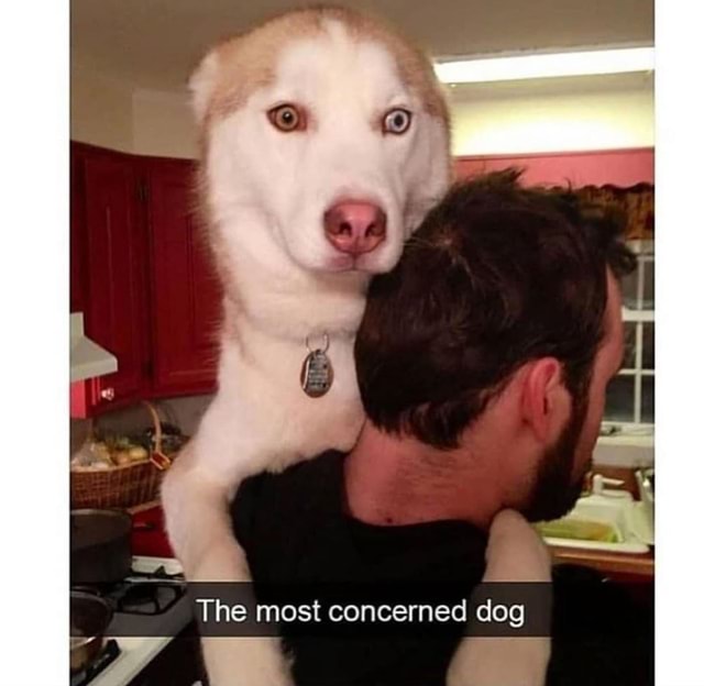 The most concerned dog - WHLSM