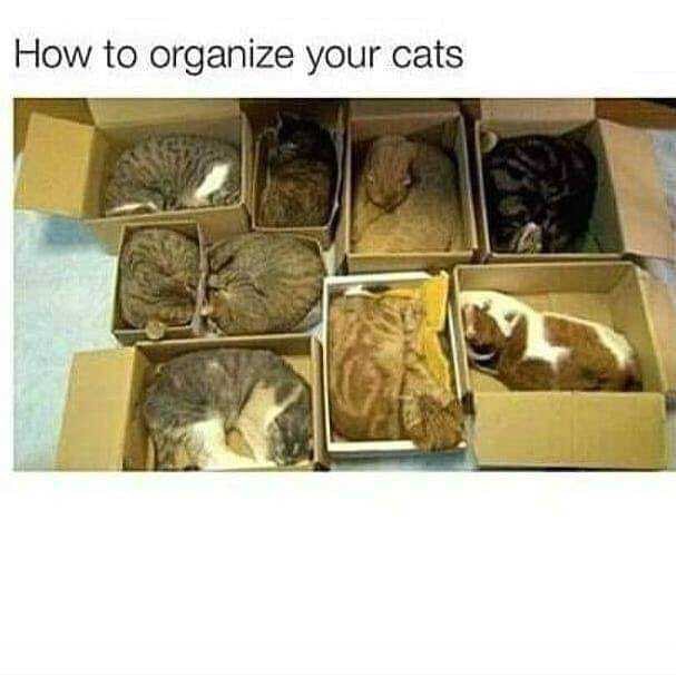 How to organize your cats - America’s best pics and videos