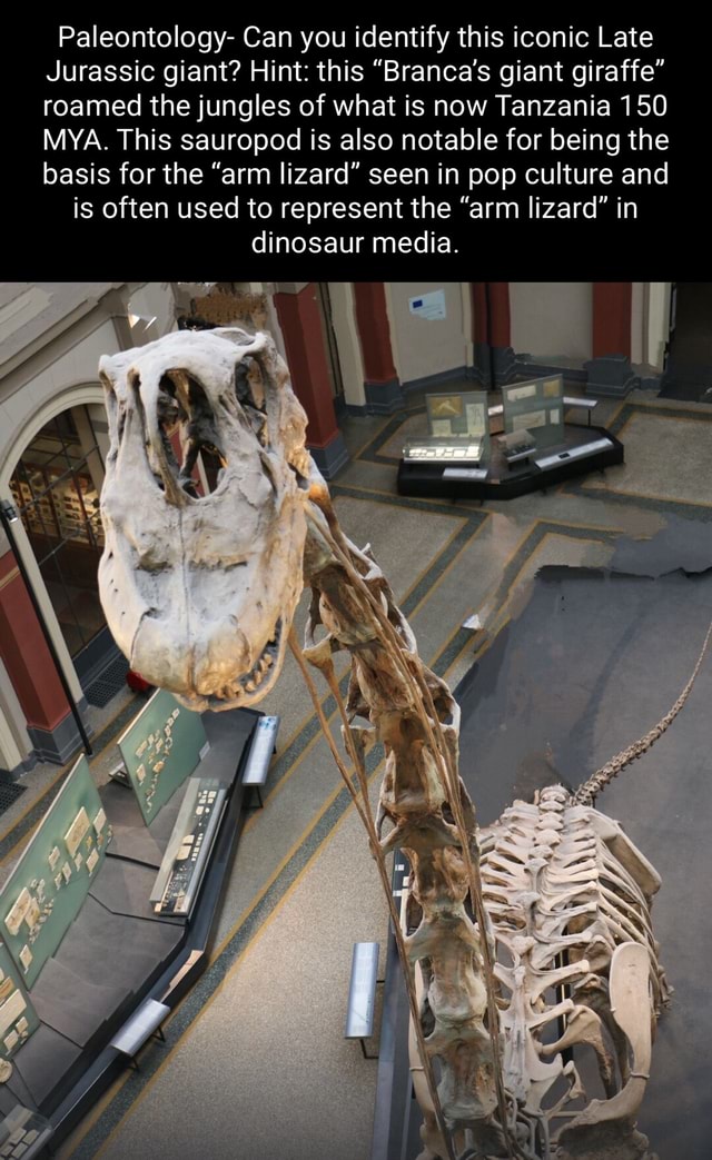 Paleontology- Can you identify this iconic Late Jurassic giant? Hint ...