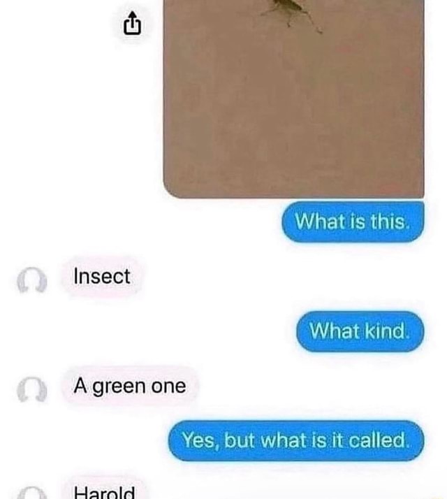 What is this Insect What kind A green one Yes, but what is it called ...