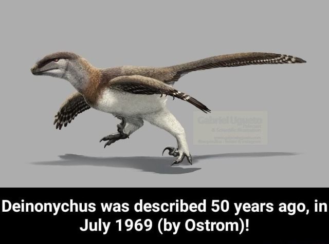 Deinonychus was described 50 years ago, in July 1969 (by Ostrom ...