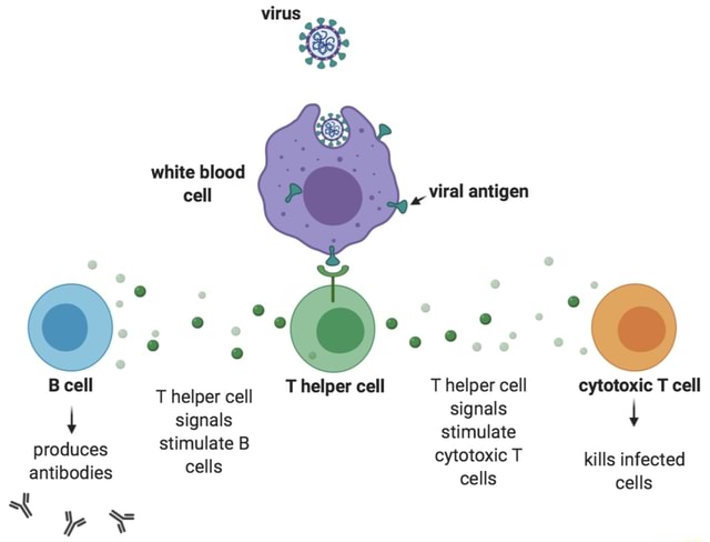 Virus white blood cell Viral antigen B cell T helper cell T helper cell ...
