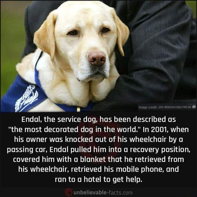Endal, the the se service dog, has been described as "the most ...