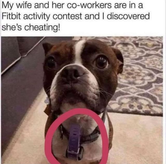 Brutal #dogsofinstagram #dogs #meme #funnymemes #dogmeme - My wife and ...