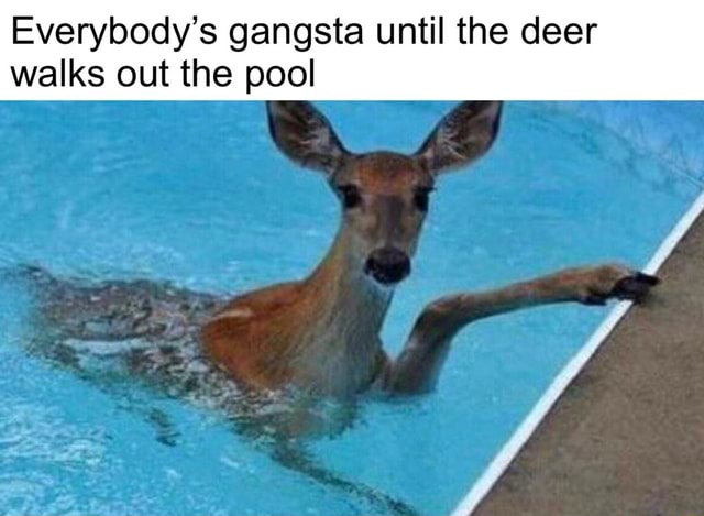 Everybody’s gangsta until the deer walks out the pool - iFunny