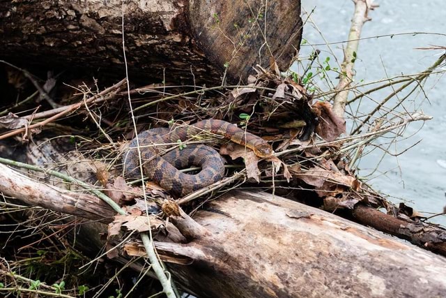 Midland water snake - iFunny Brazil