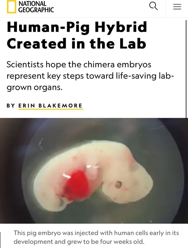 GEOGRAPHIC Q Human-Pig Hybrid Created in the Lab Scientists hope the ...
