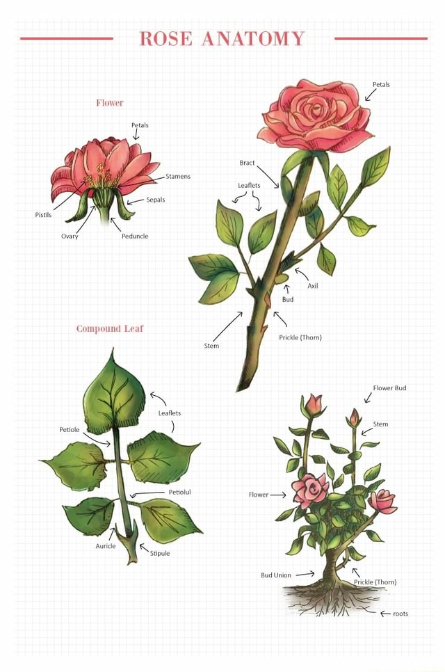 ROSE ANATOMY Flower Petals Bract stamens Leaflets Sepals Pistis ...
