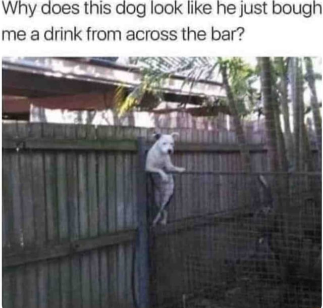 Why does this dog look like he just bough me a drink from across the ...