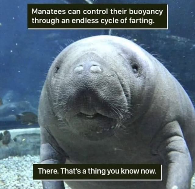 Manatees can control their buoyancy through an endless cycle of farting ...