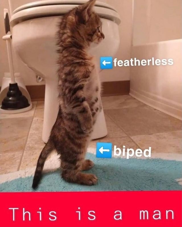 Featherless biped This man - iFunny