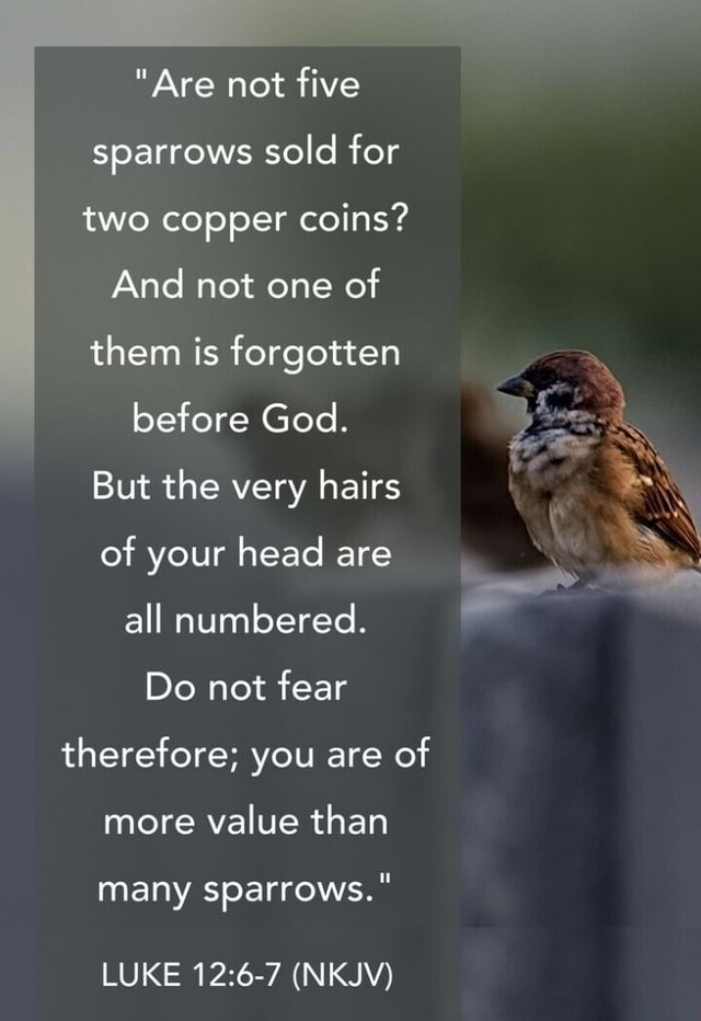 "Are not five sparrows sold for two copper coins? And not one of them ...