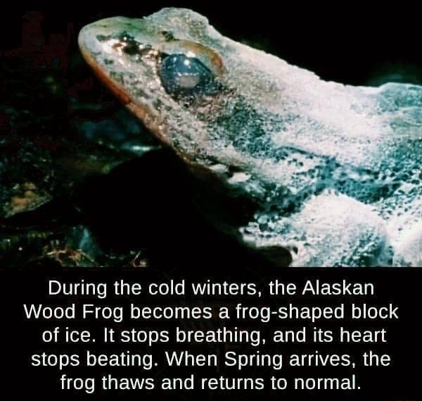 During the cold winters, the Alaskan Wood Frog becomes a frog-shaped ...