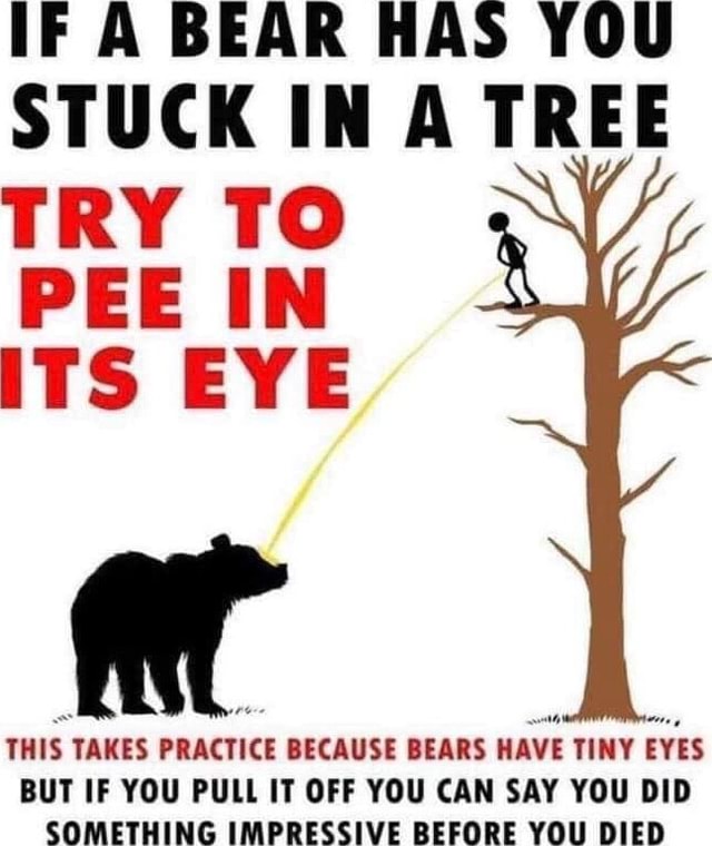 IF A BEAR HAS YOU STUCK IN A TREE TRY TO PEE IN ITS EYE at THIS TAKES ...
