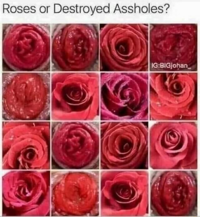 Roses or Destroyed Assholes? - iFunny
