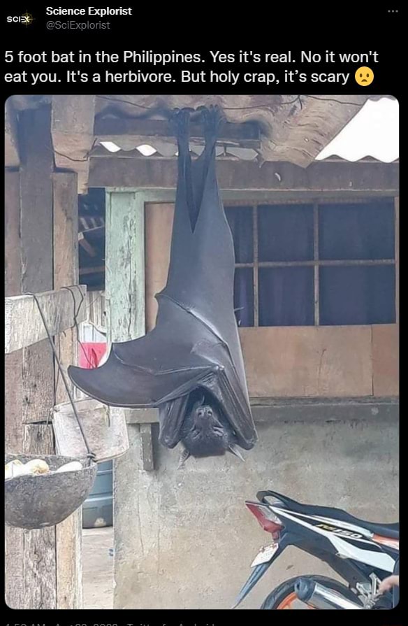 5 foot bat in the Philippines. Yes it's real. No it wot eat you. It's a ...