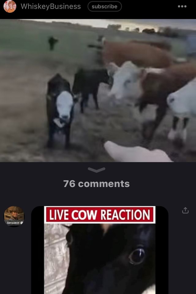WhiskeyBusiness (subscribe LIVE COW REACTION - iFunny