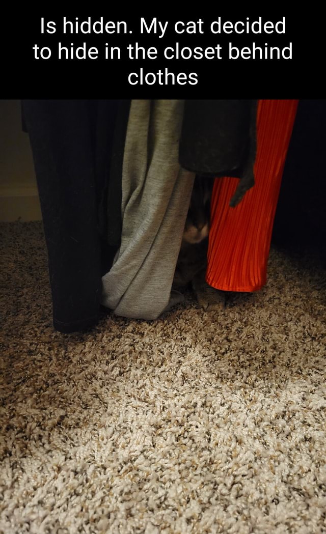 Is hidden. My cat decided to hide in the closet behind clothes - iFunny