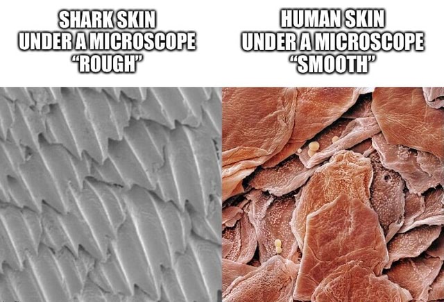 SHARK SKIN UNDER A MICROSCOPE ROUGHS - iFunny