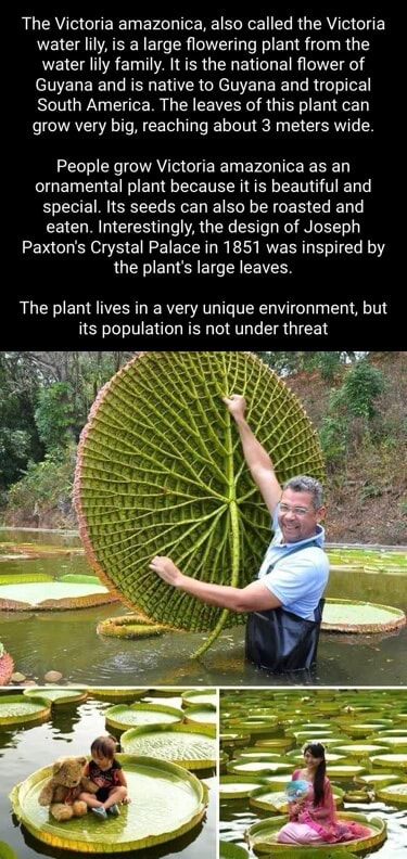 The Victoria amazonica, also called the Victoria water lily, is a large ...