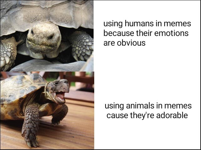 Using humans in memes because their emotions are obvious using animals ...