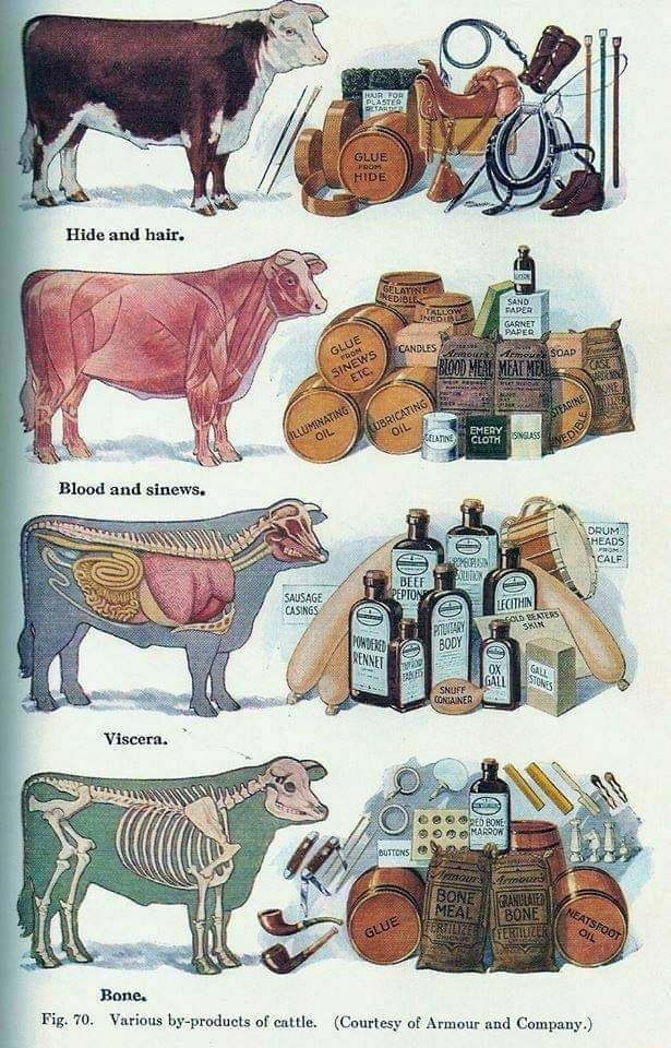 Fig. 70. Various by-products of cattle. (Courtesy of Armour and Company ...