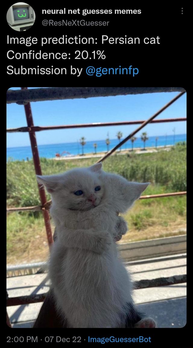 Neural net guesses memes @ResNeXtGuesser Image prediction: Persian cat ...