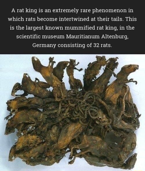 A rat king is an extremely rare phenomenon in which rats become ...