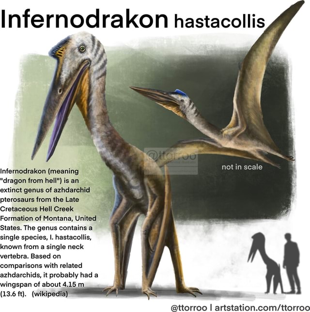 Infernodrakon Hastacollis Not In Scale Infernodrakon Meaning Dragon