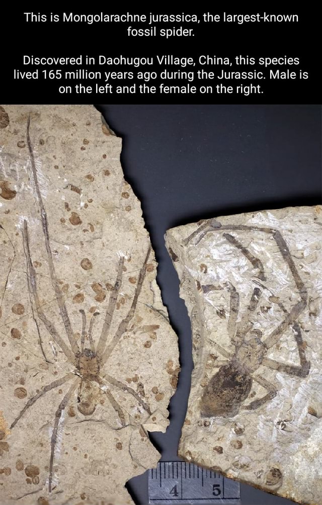 This is Mongolarachne jurassica, the largest-known fossil spider ...