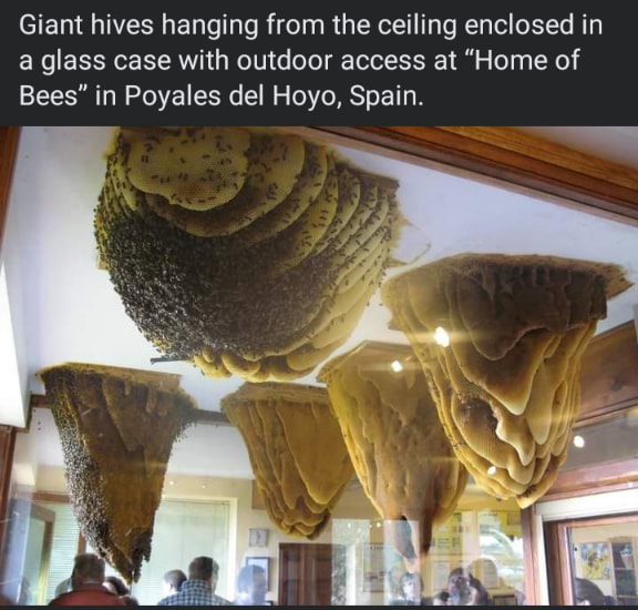 Giant hives hanging from the ceiling enclosed in a glass case with ...