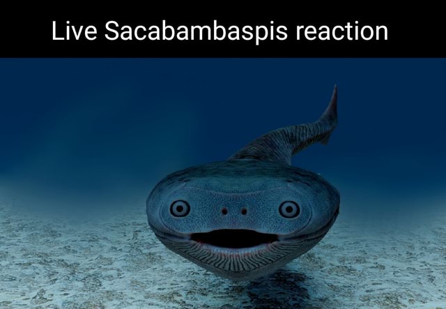 Live Sacabambaspis reaction - iFunny