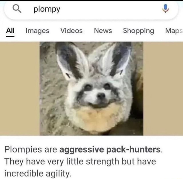 Plompy All Images Videos News Shopping Map: Plompies are aggressive ...