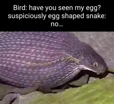 Bird: have you seen my egg? suspiciously egg shaped snake: no... - iFunny