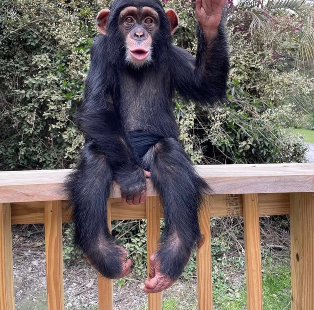 Angada the chimp waves hello - iFunny