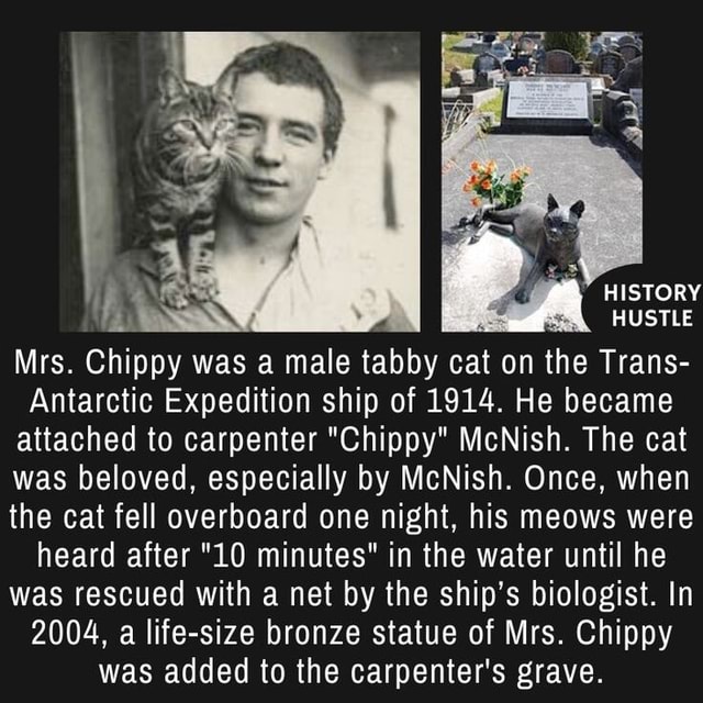 HISTORY HUSTLE Mrs. Chippy was a male tabby cat on the Trans- Antarctic ...