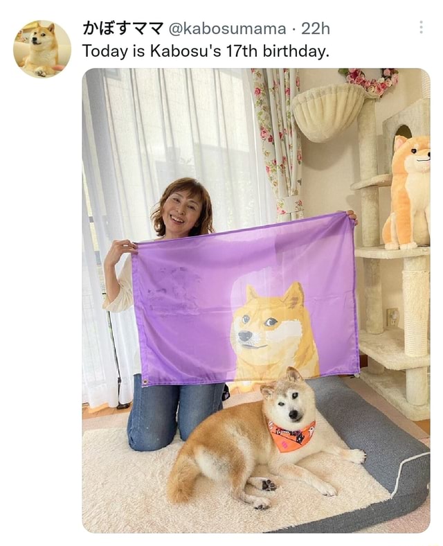 MET VY @kabosumama Today is Kabosu's 17th birthday. - iFunny