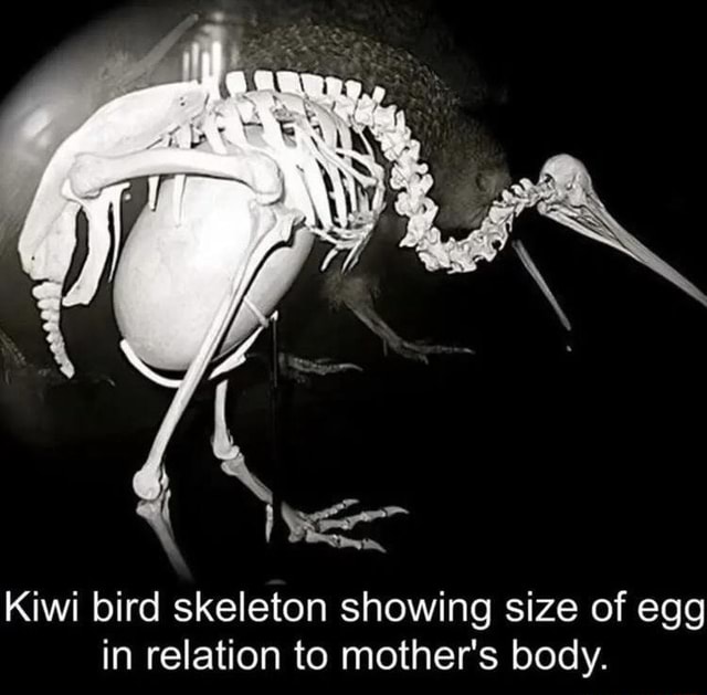 #facts #mildly_interesting #birds - Kiwi bird skeleton showing size of ...