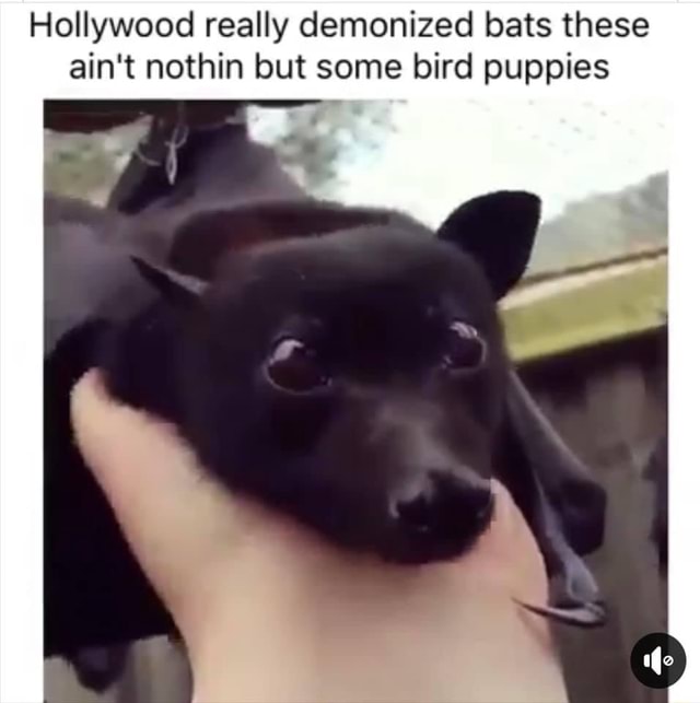 Hollywood really demonized bats these ain't nothin but some bird ...