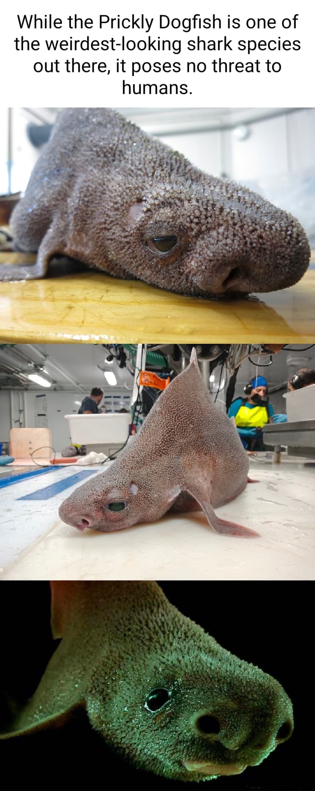 While the Prickly Dogfish is one of the weirdest-looking shark species ...