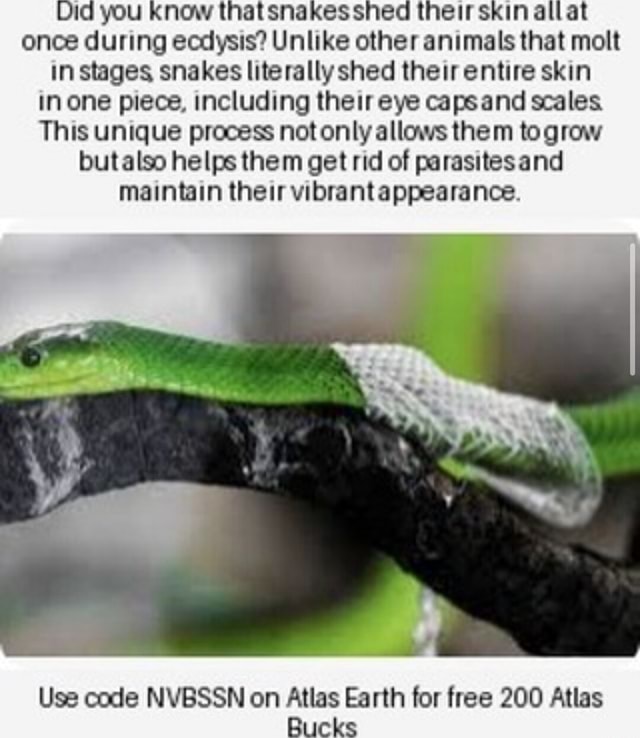 Did you know that snakes sned the skin allat once during ecdysis ...