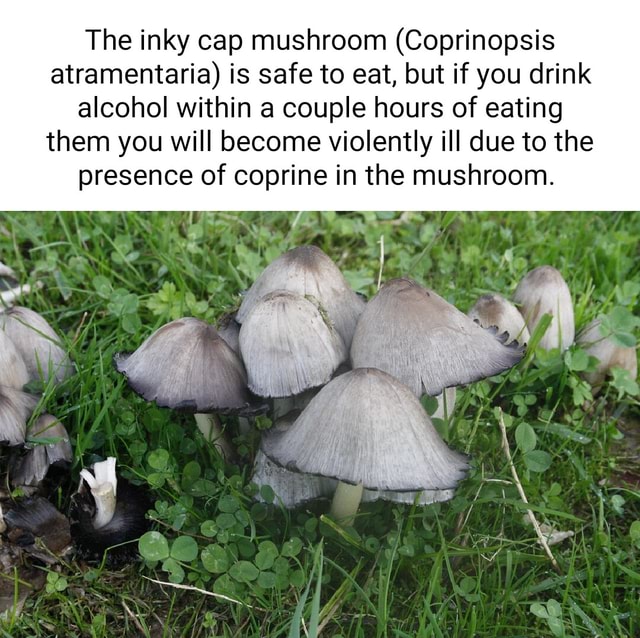 The inky cap mushroom (Coprinopsis atramentaria) is safe to eat, but if ...