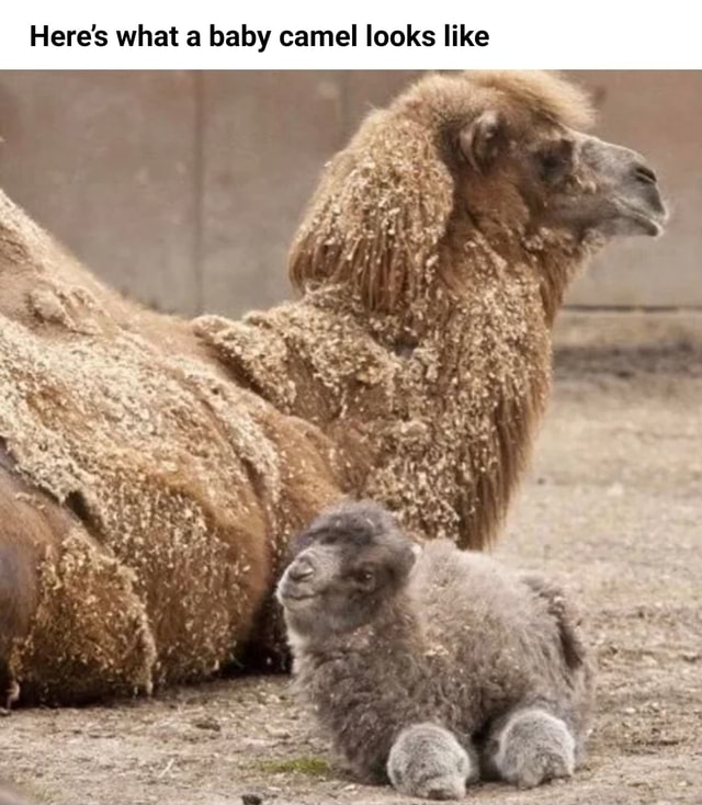 Here's what a baby camel looks like - America’s best pics and videos