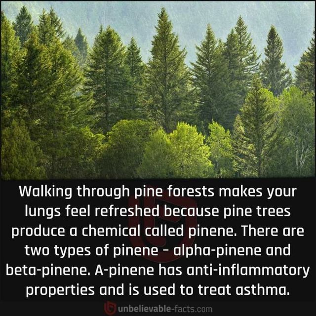 N/A - 4 & Walking through pine forests makes your lungs feel refreshed ...