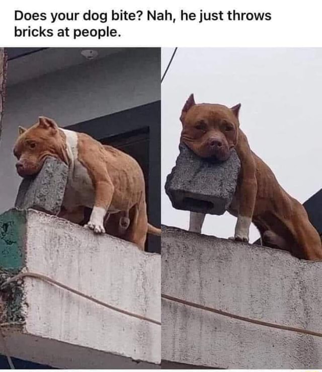 Does your dog bite? Nah, he just throws bricks at people. - iFunny