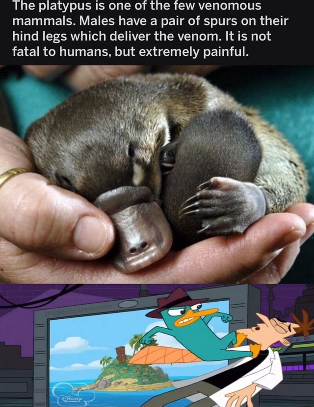 The platypus is one of the few venomous mammals. Males have a pair of ...